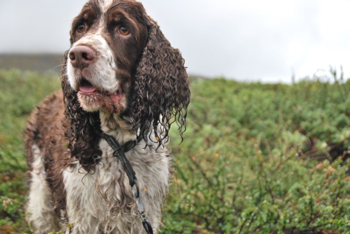 Springer Mellans Hund :: Springermellan