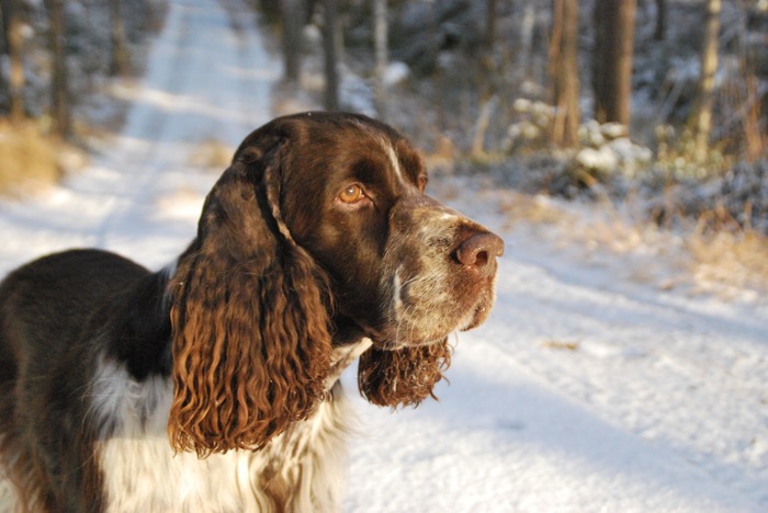 Springer Mellans Hund :: Springermellan